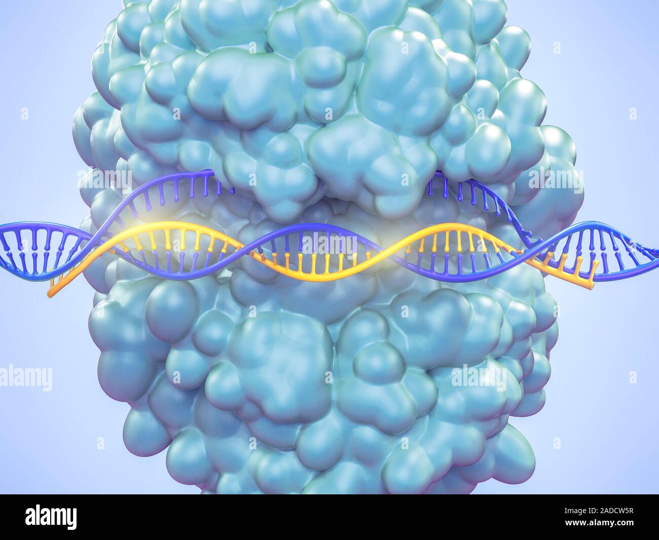 CRISPR-Cas9 gene editing complex, illustration. The CRISPR-Cas9 protein ...