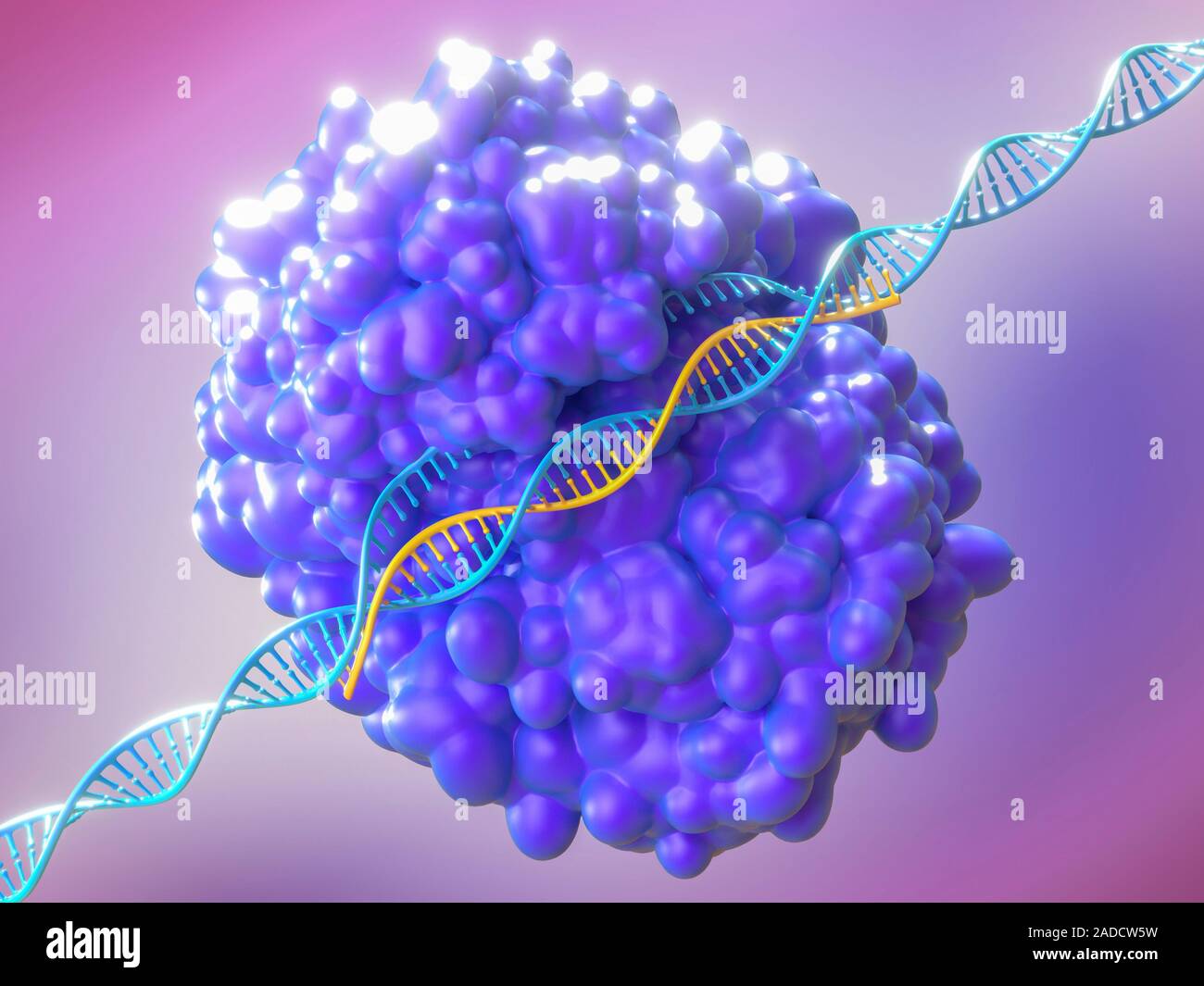 CRISPR-Cas9 gene editing complex, illustration. The CRISPR-Cas9 protein ...