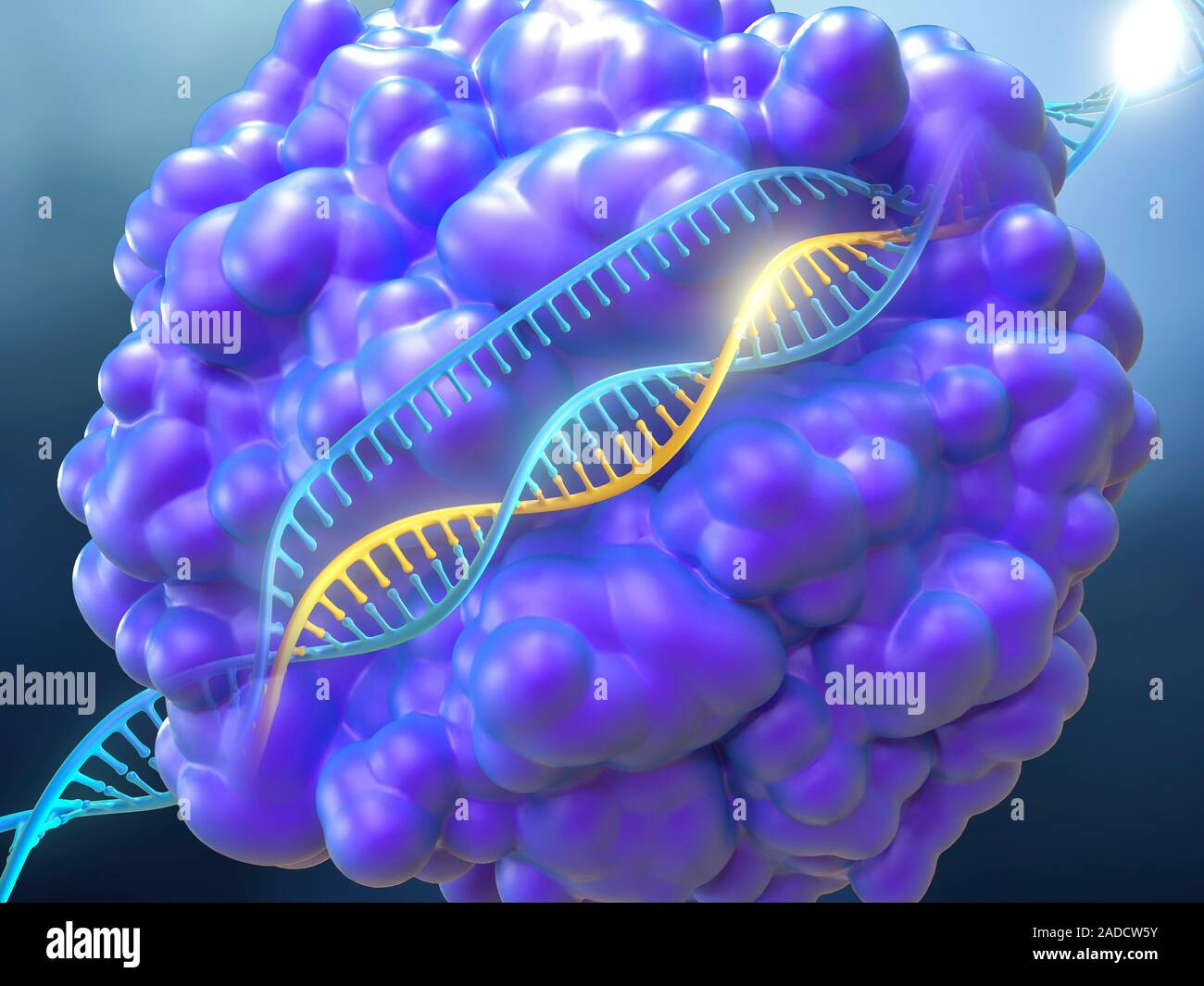 CRISPR-Cas9 gene editing complex, illustration. The CRISPR-Cas9 protein ...