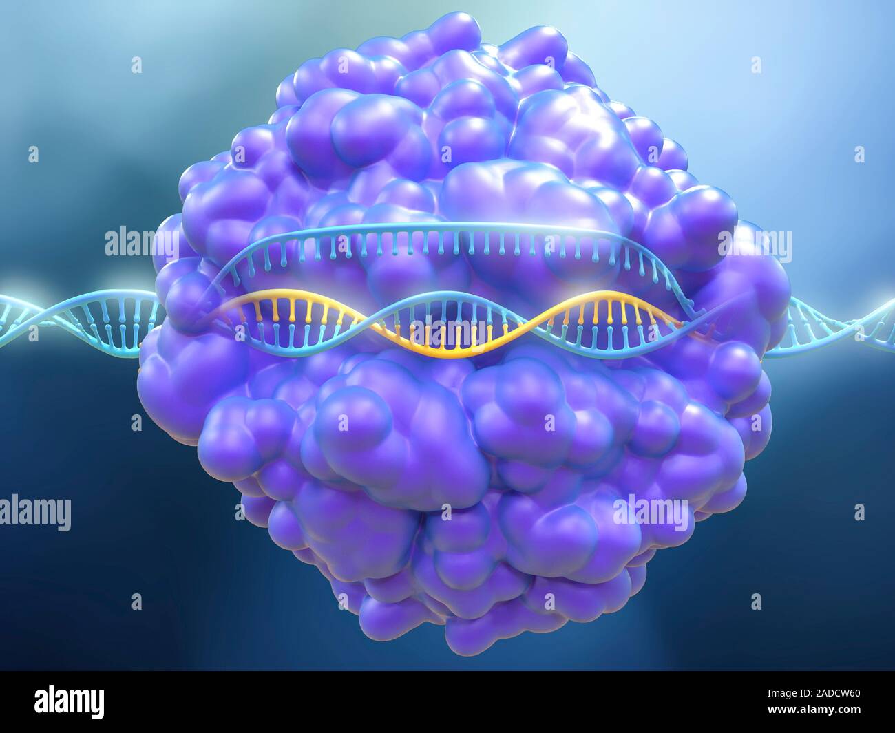 CRISPR-Cas9 gene editing complex, illustration. The CRISPR-Cas9 protein ...