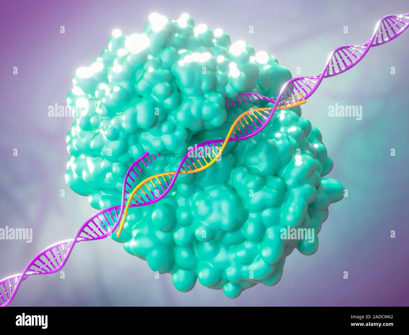 CRISPR-Cas9 gene editing complex, illustration. The CRISPR-Cas9 protein (green) is used in ...