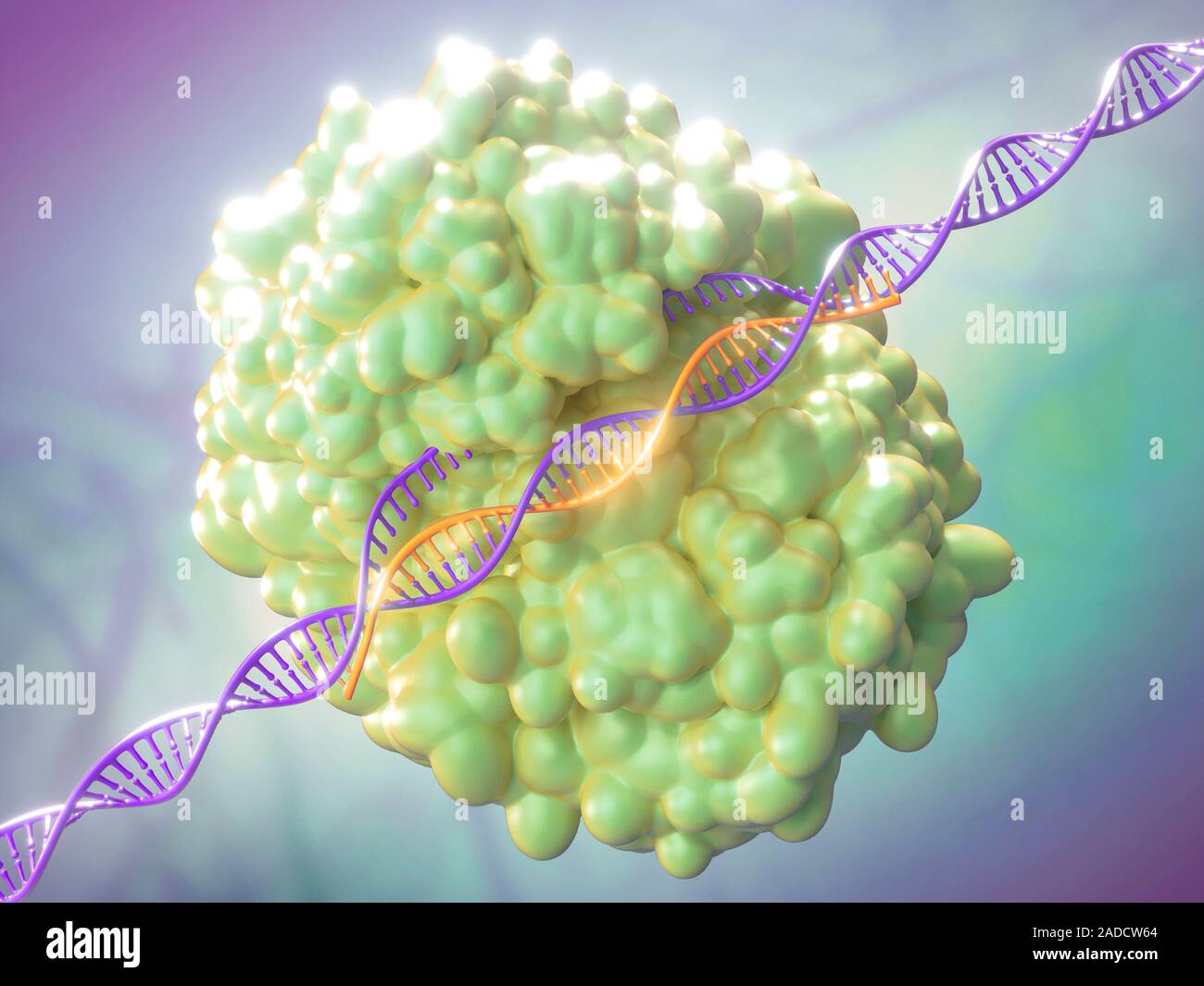 CRISPR-Cas9 gene editing complex, illustration. The CRISPR-Cas9 protein ...