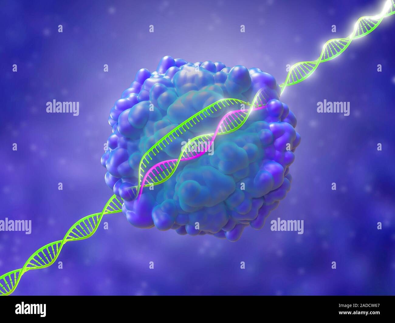 CRISPR-Cas9 gene editing complex, illustration. The CRISPR-Cas9 protein ...