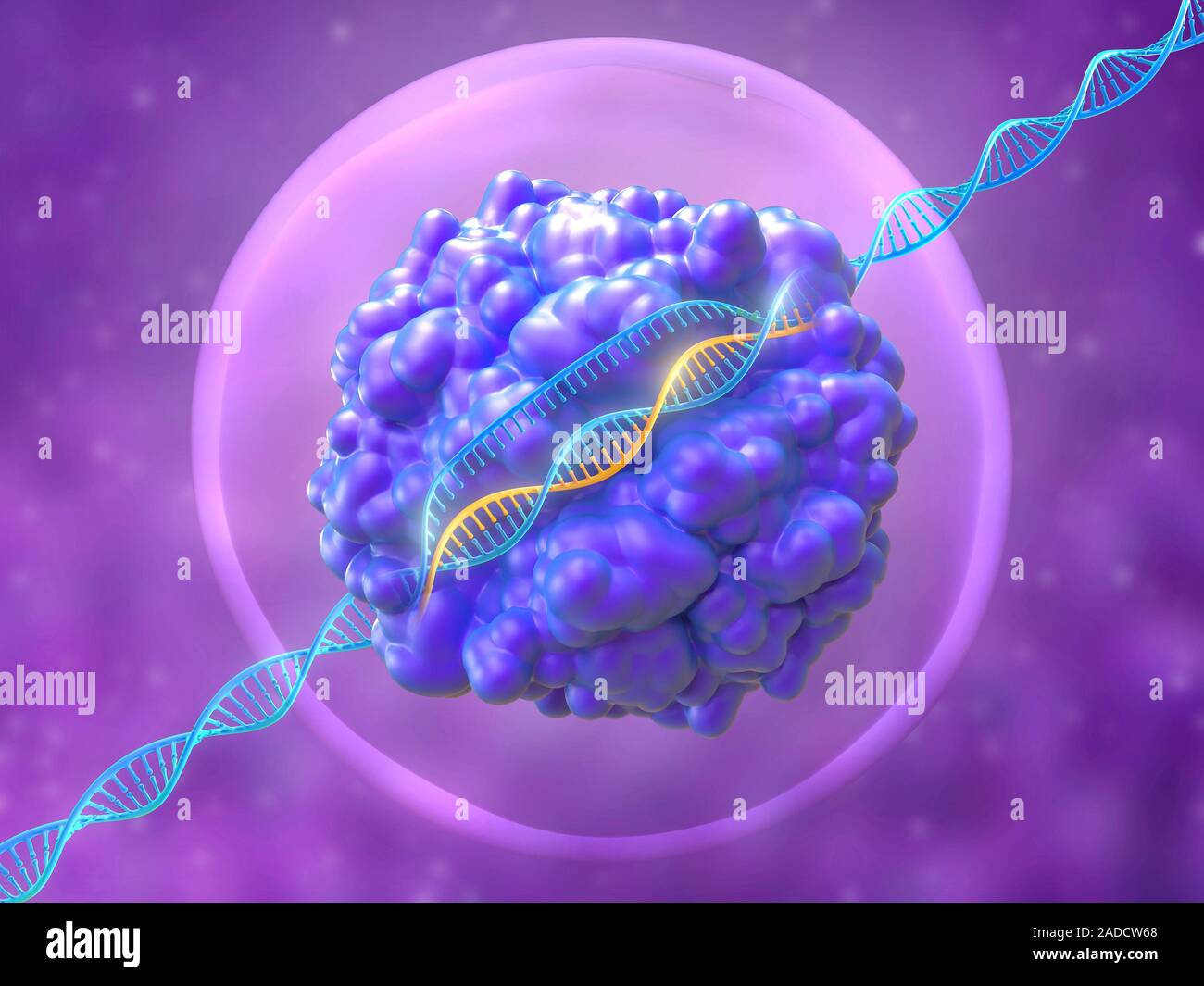 CRISPR-Cas9 gene editing complex, illustration. The CRISPR-Cas9 protein ...