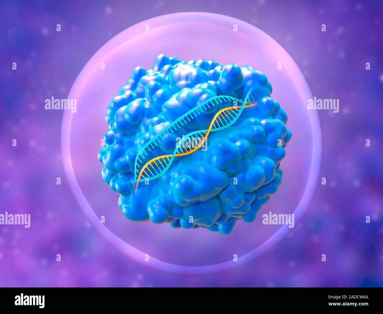 CRISPR-Cas9 gene editing complex, illustration. The CRISPR-Cas9 protein ...