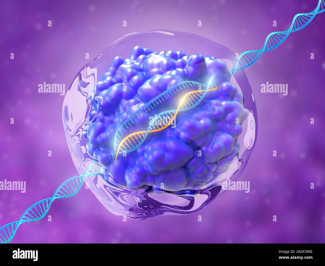 CRISPR-Cas9 gene editing complex, illustration. The CRISPR-Cas9 protein ...