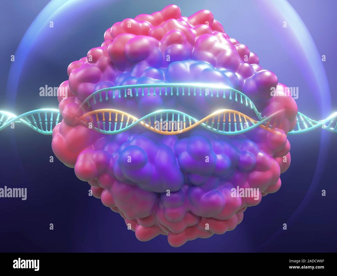 CRISPR-Cas9 gene editing complex, illustration. The CRISPR-Cas9 protein ...
