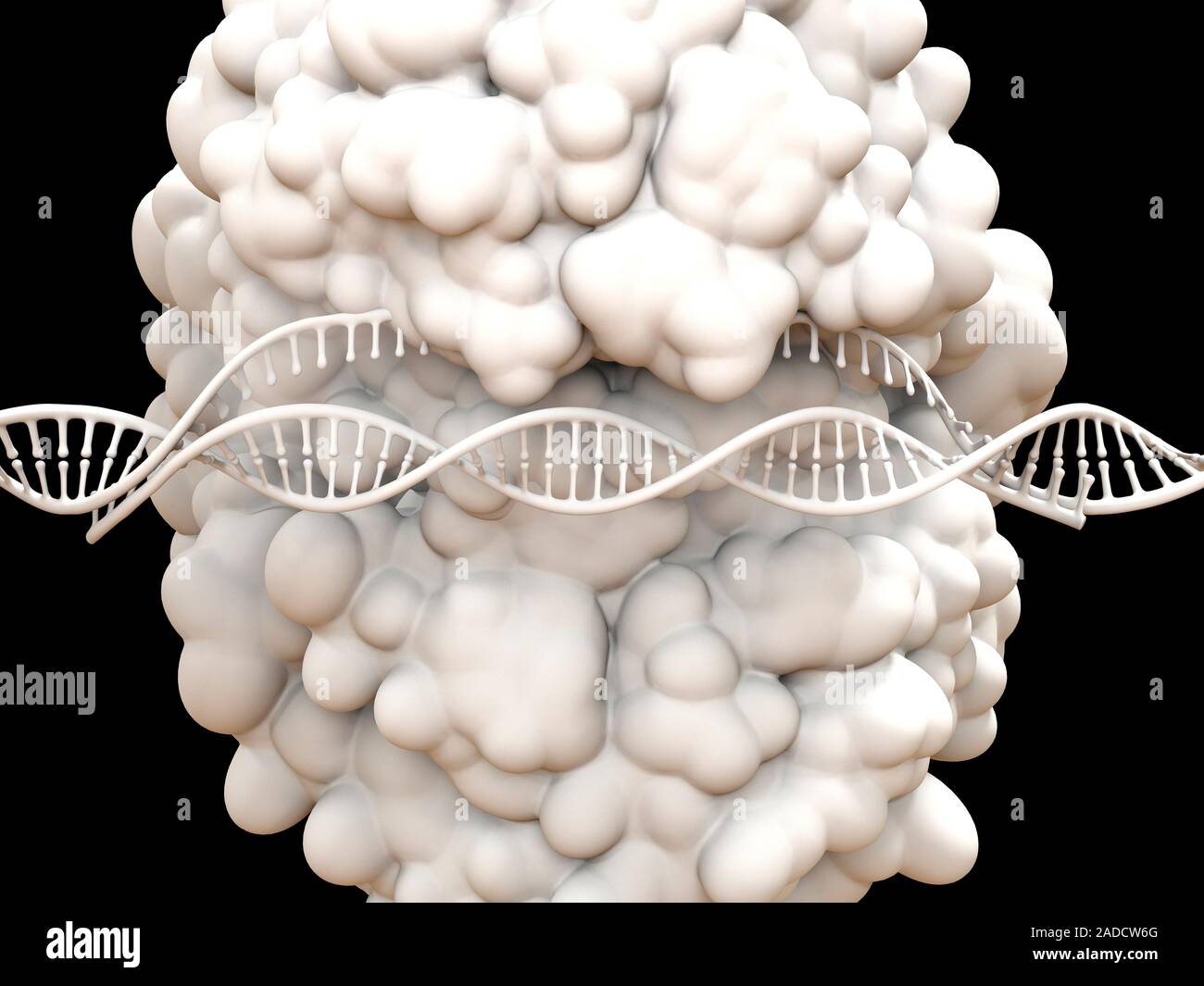 CRISPR-Cas9 gene editing complex, illustration. The CRISPR-Cas9 protein ...