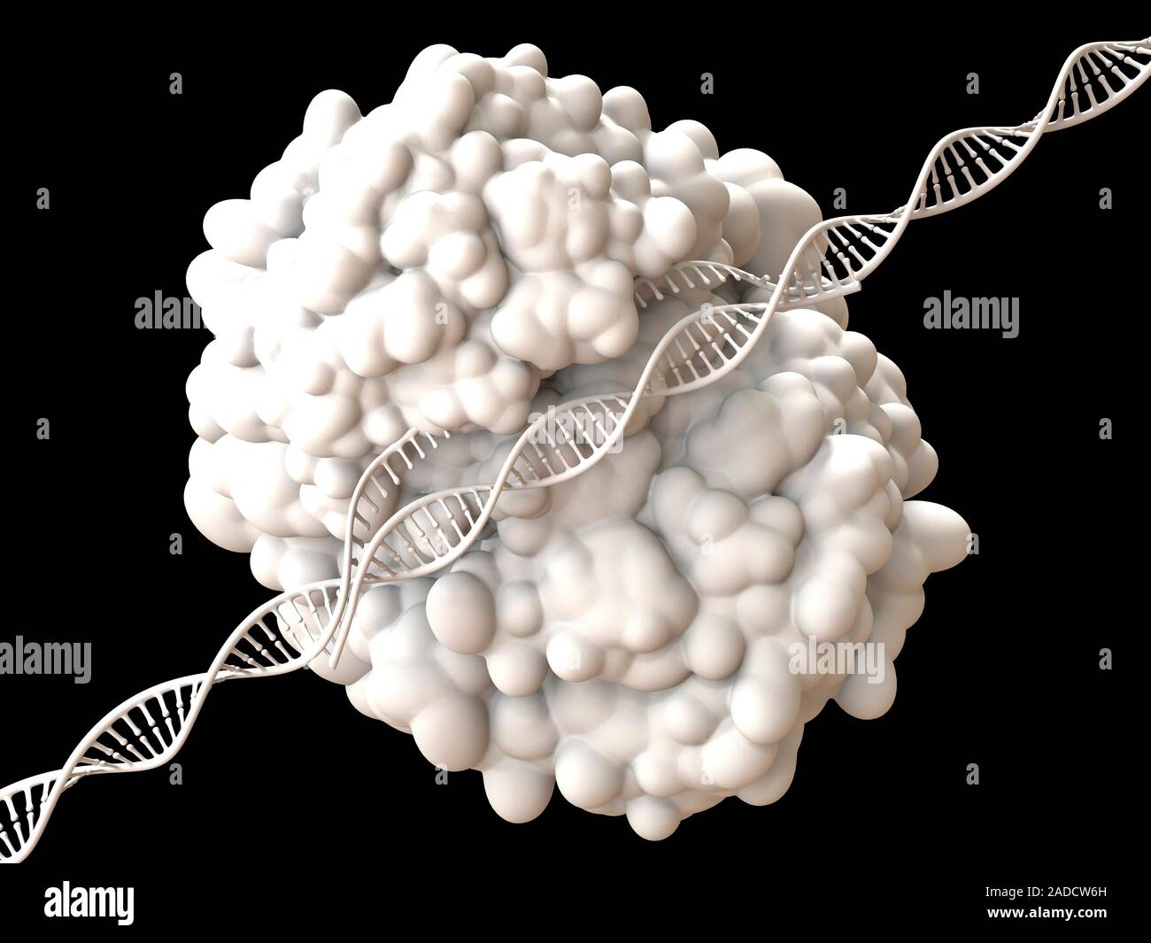 CRISPR-Cas9 gene editing complex, illustration. The CRISPR-Cas9 protein ...