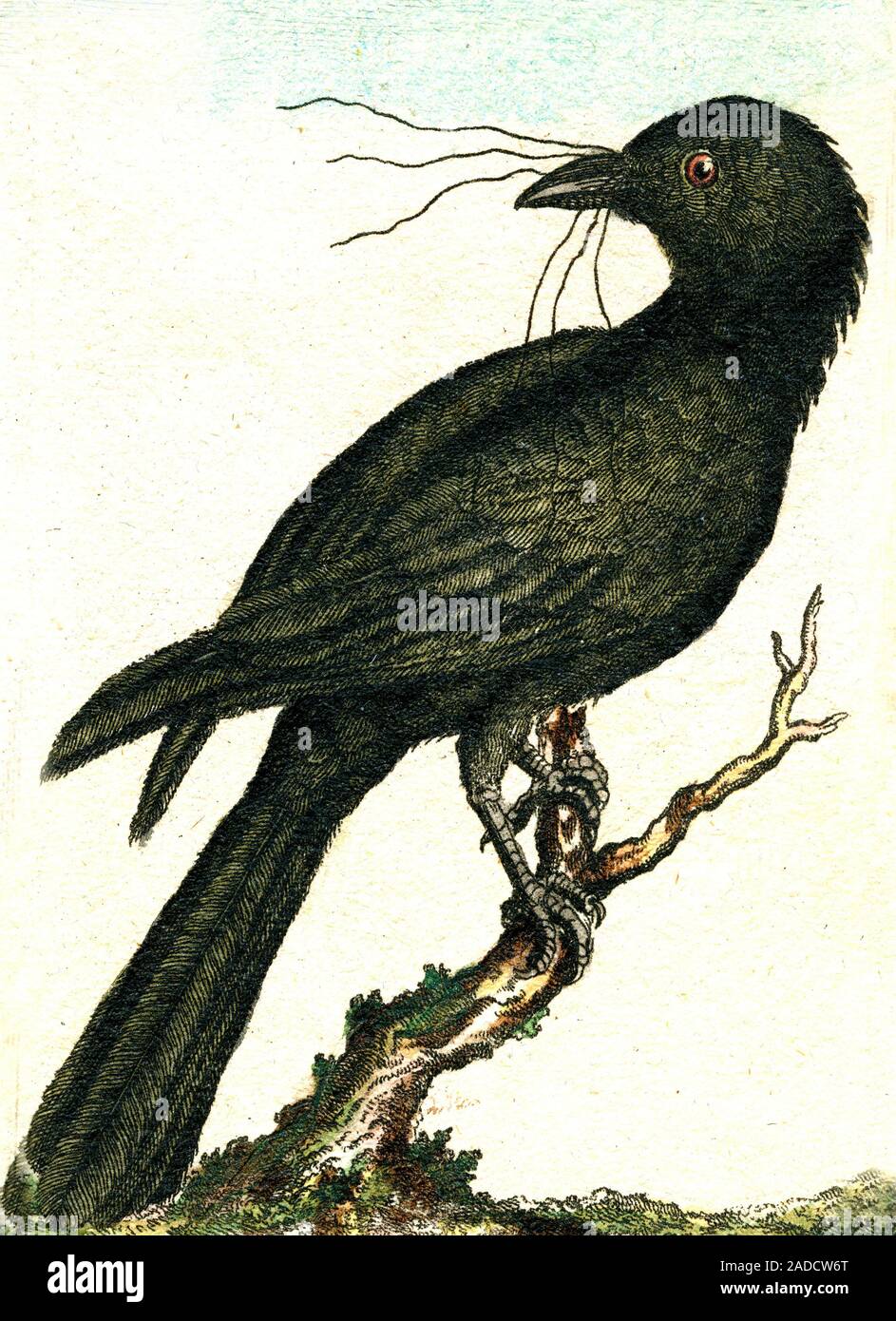 Jackdaw (Corvus sp.), 1856 illustration Stock Photo - Alamy