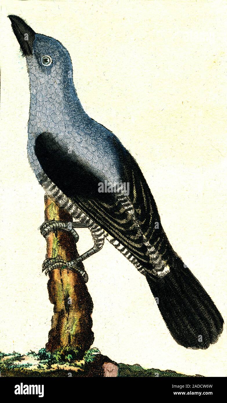 Jackdaw (Corvus sp.), 1856 illustration Stock Photo - Alamy