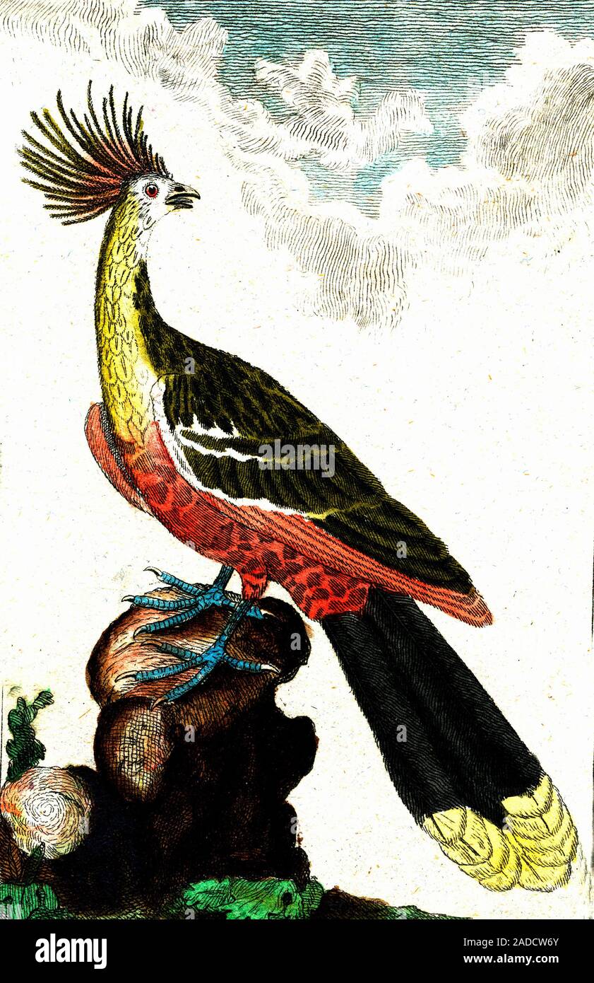 Pheasant. 1856 illustration of a pheasant (subfamily Phasianinae) from ...