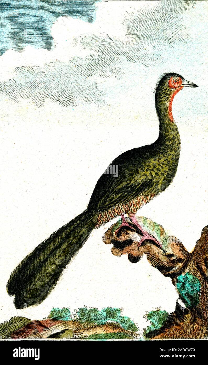 Pheasant. 1856 illustration of a pheasant (subfamily Phasianinae) from ...