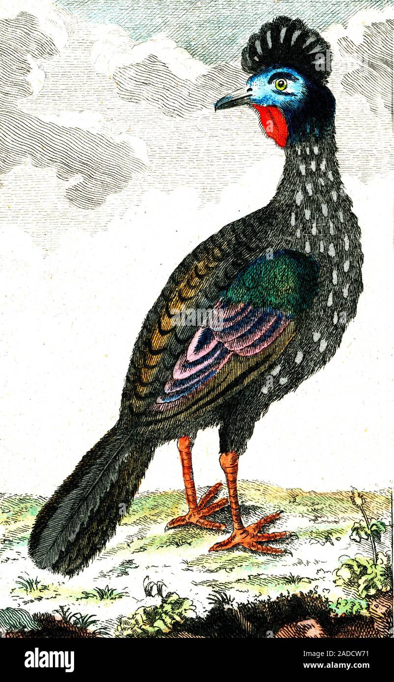 Pheasant. 1856 illustration of a pheasant (subfamily Phasianinae) from ...