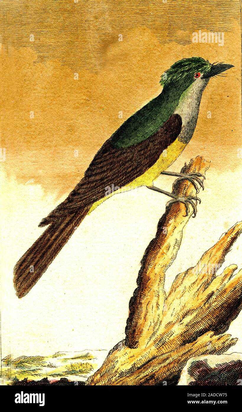 Flycatcher (family Muscicapidae), 1856 illustration Stock Photo - Alamy