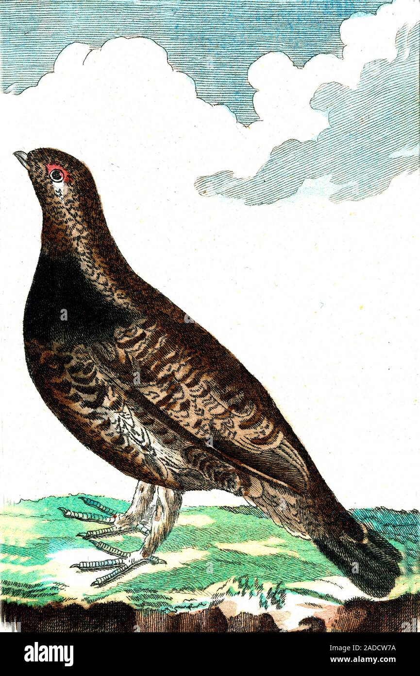 Hummingbird (family Trochilidae), 1856 illustration Stock Photo - Alamy