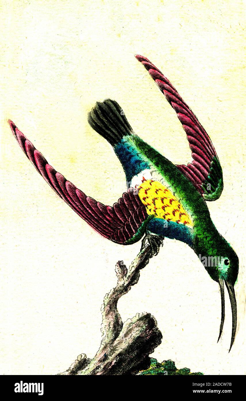 Hummingbird (family Trochilidae), 1856 illustration Stock Photo - Alamy