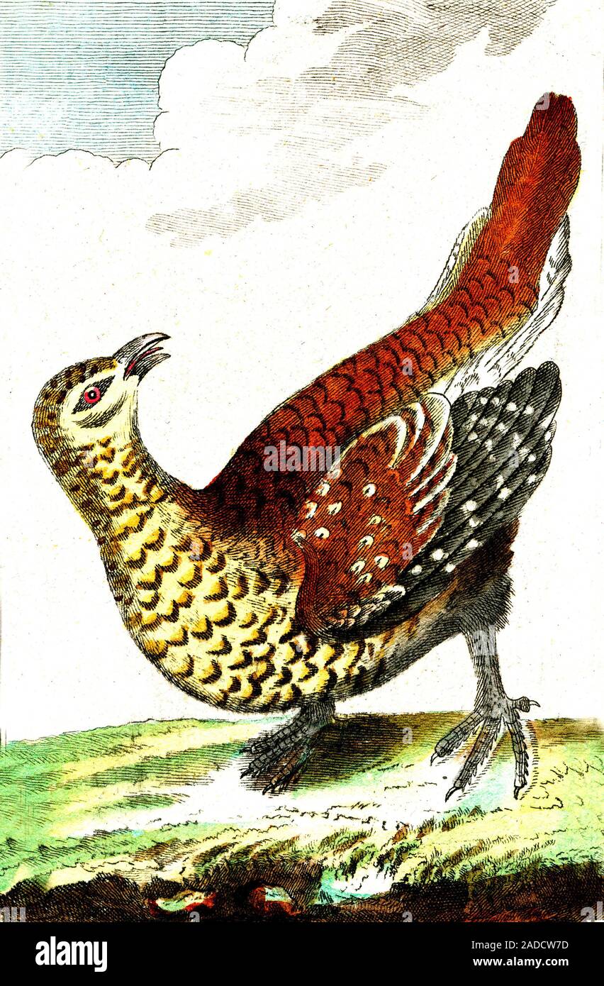 Hazel grouse (Tetrastes bonasia), 1856 illustration. This small ...
