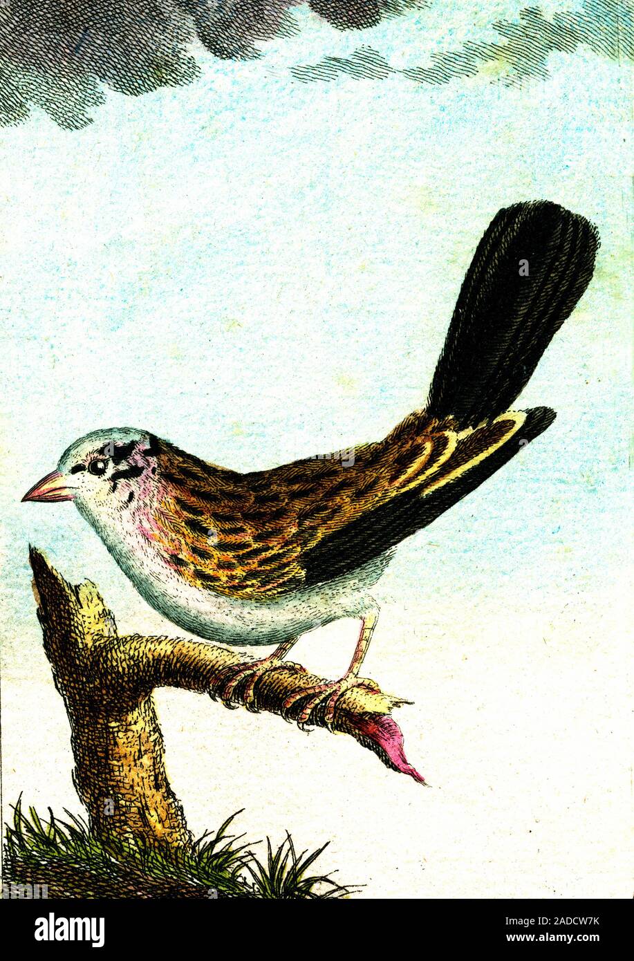Ortolan (Emberiza hortulana), 1856 illustration. This species of ...