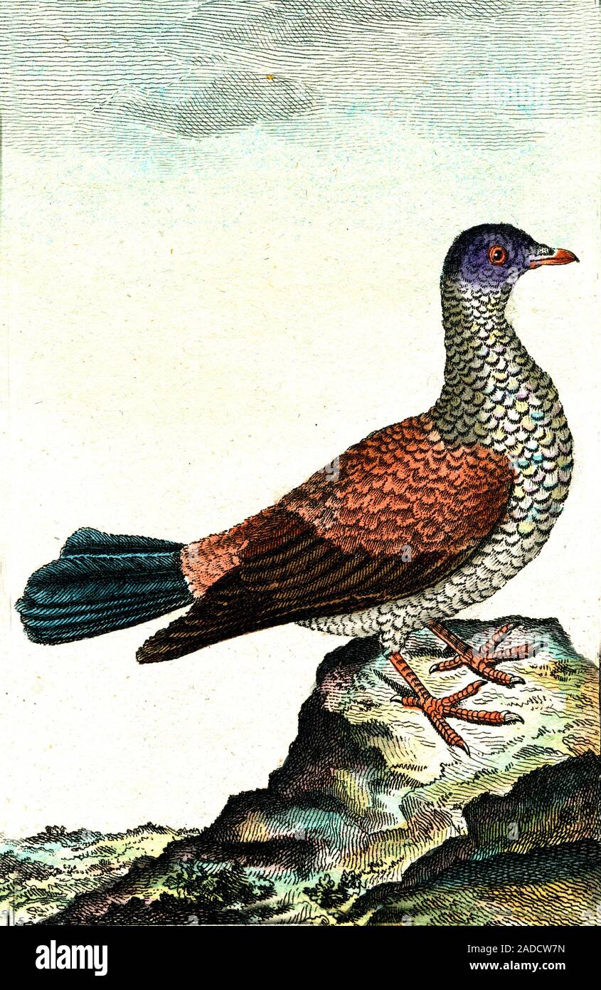 Dove (family Columbidae). 1856 illustration of dove from Cayenne ...