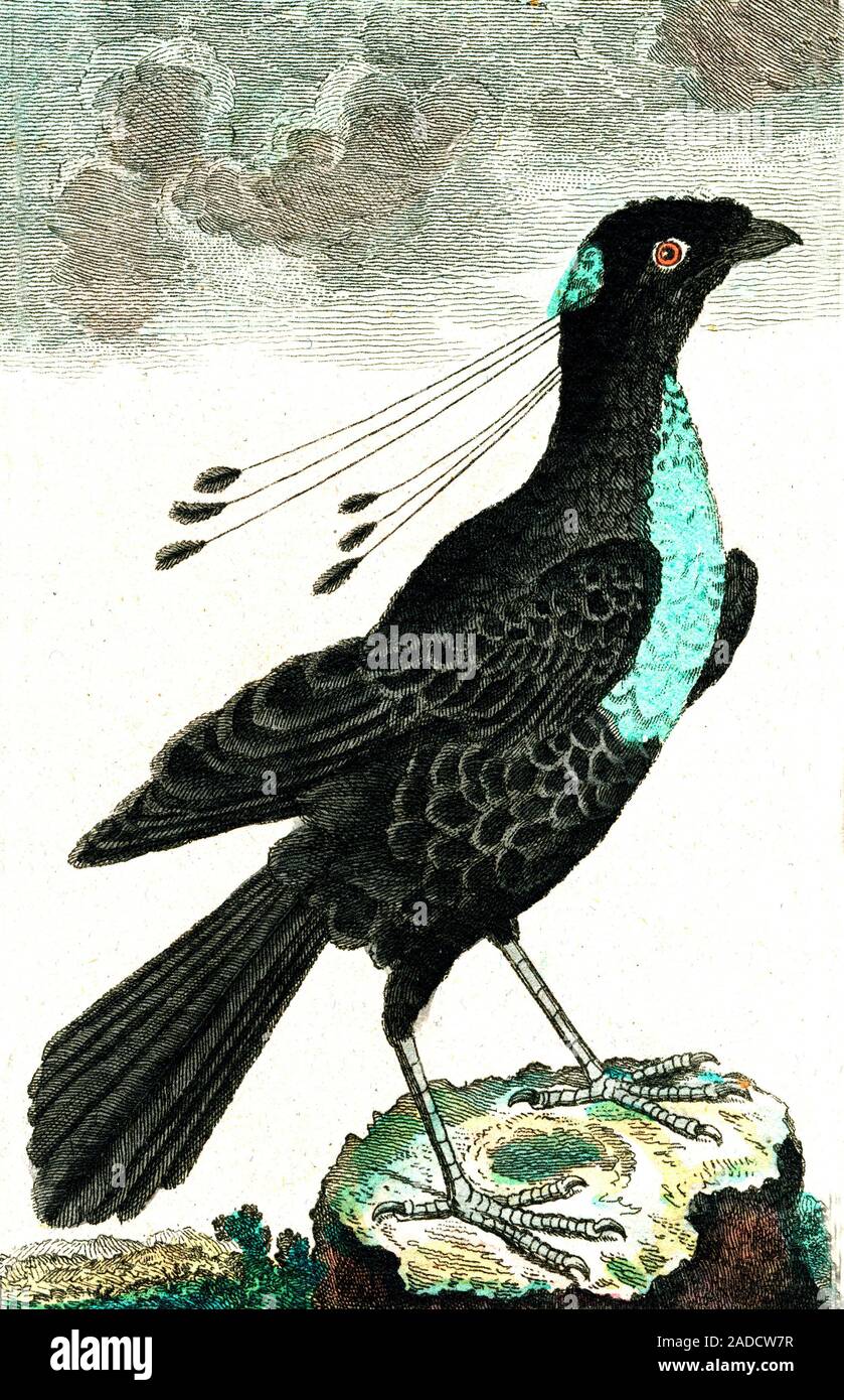 Bird of paradise (family Paradisaeidae), 1856 illustration Stock Photo ...