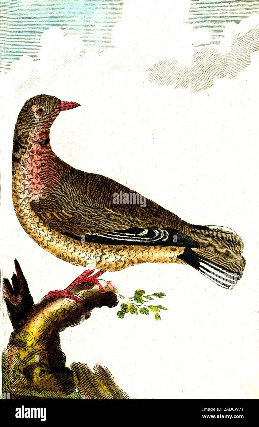 Turtle dove (Streptopelia sp.). 1856 illustration of a turtle dove from ...