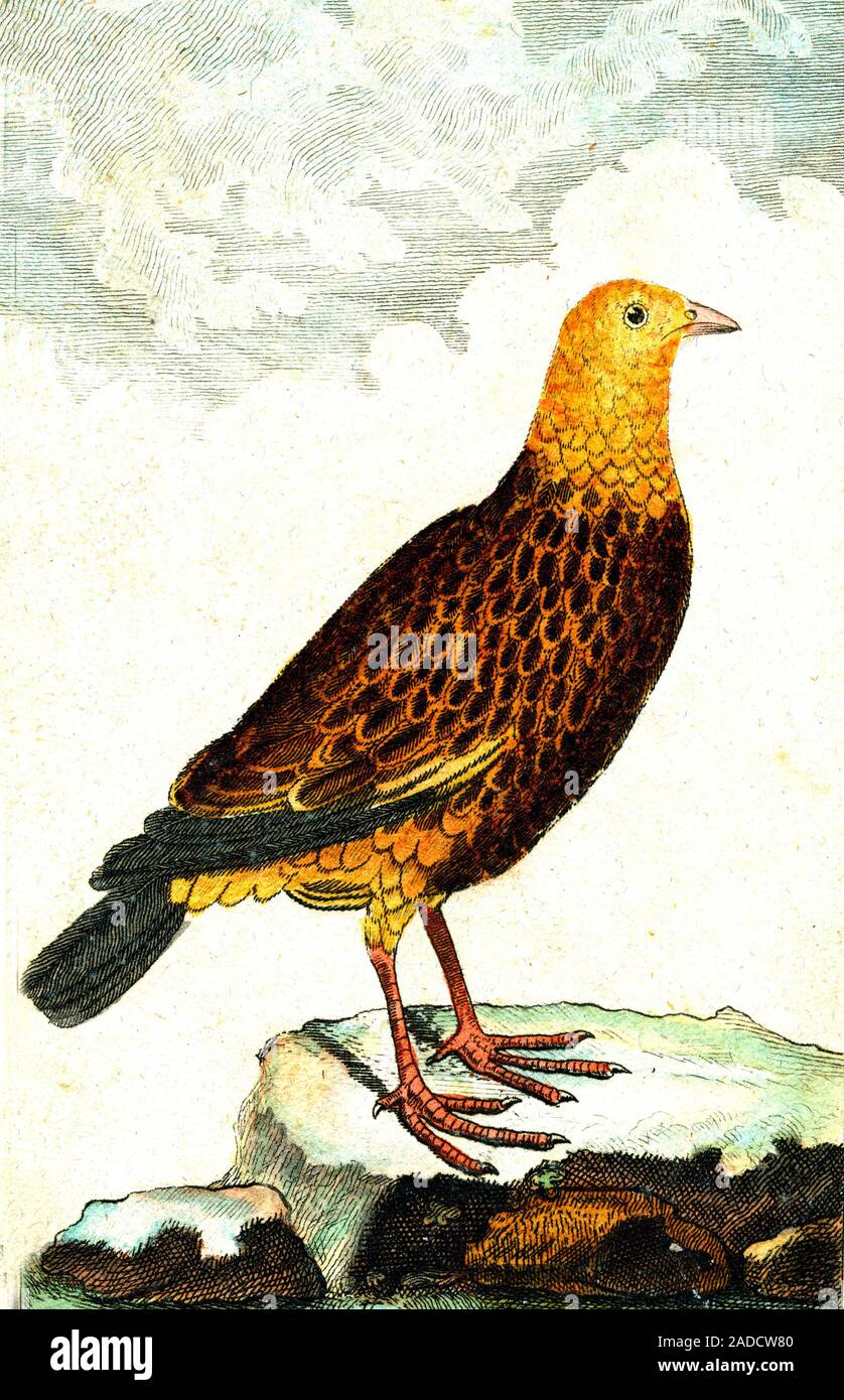 Perdrix perdrix, 1856 illustration. This bird is endemic to the ...