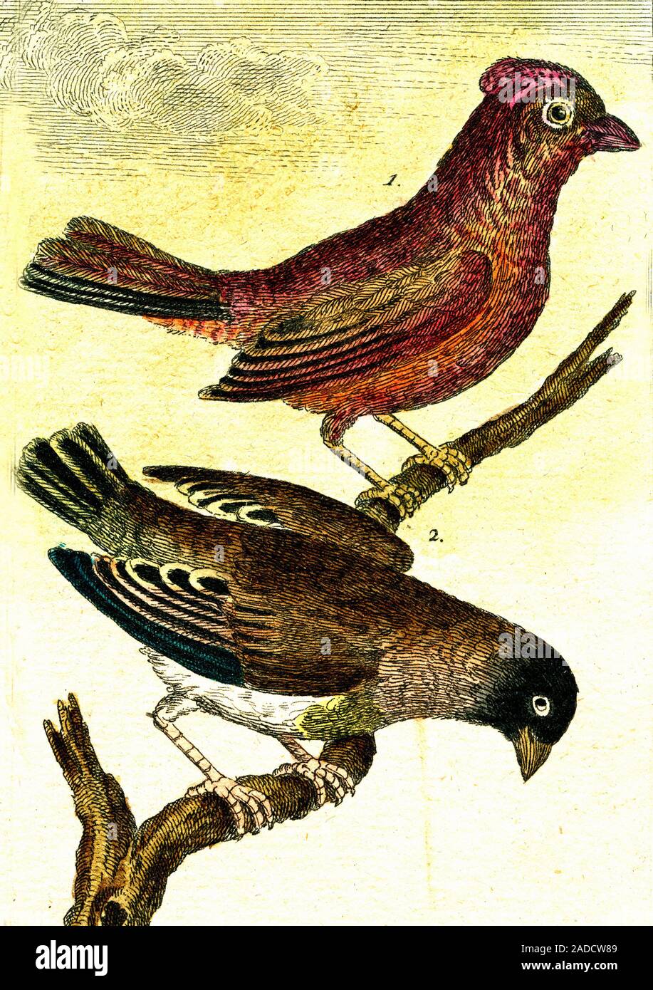 Sparrows (family Passeridae). 1856 illustration of a sparrows from ...