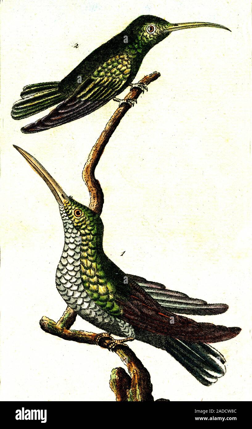 Hummingbirds (family Trochilidae), 1856 illustration Stock Photo - Alamy