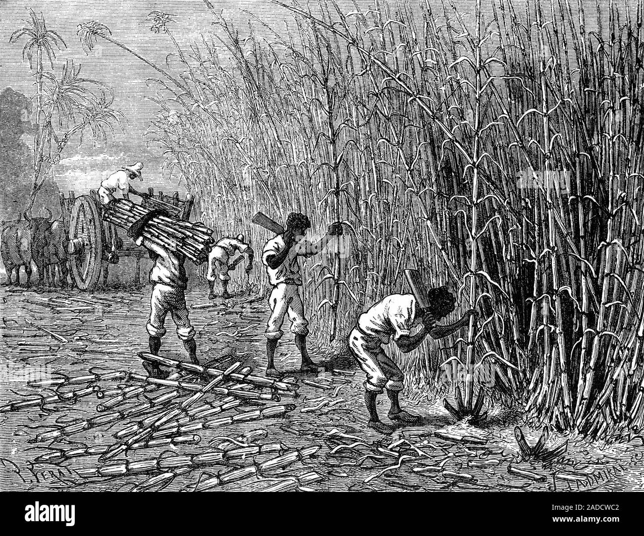 19th Century sugar cane plantation. 1867 illustration of workers ...