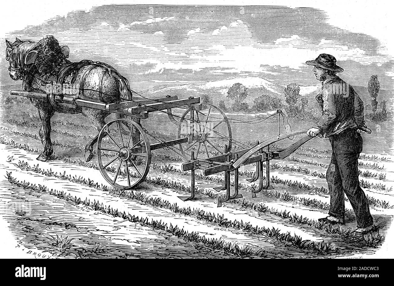 19th Century sugar beet plantation. 1867 illustration of a worker ...