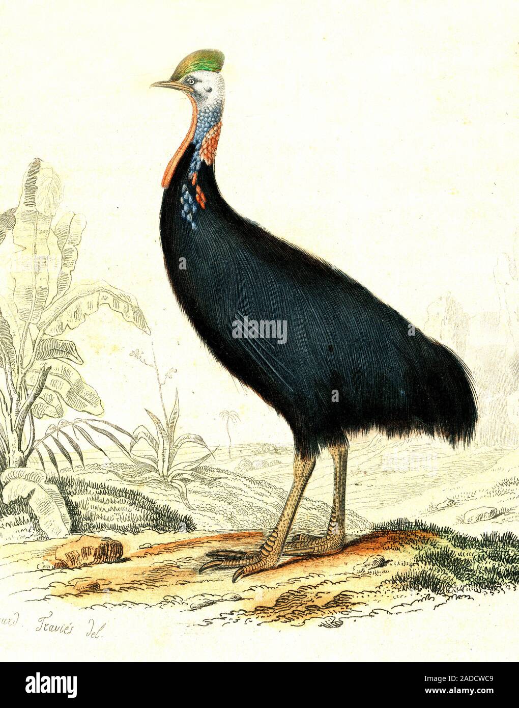 Cassowary (Casuarius sp.). 1856 illustration of a cassowary ...
