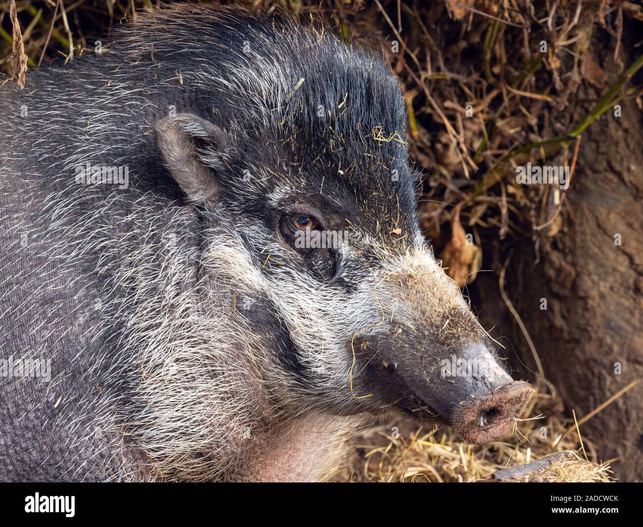 Visayan warty pig Sus cebifrons Captive photograph Stock Photo - Alamy
