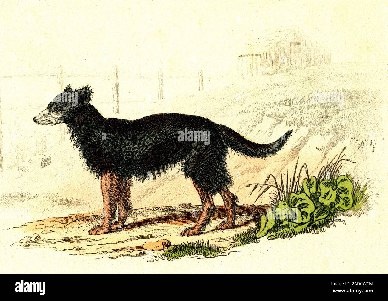 Domestic dog. 1856 illustration of a domestic dog (Canis lupus ...