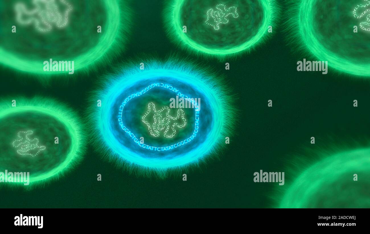Bacterial DNA transfer, conceptual computer illustration. Bacterial ...