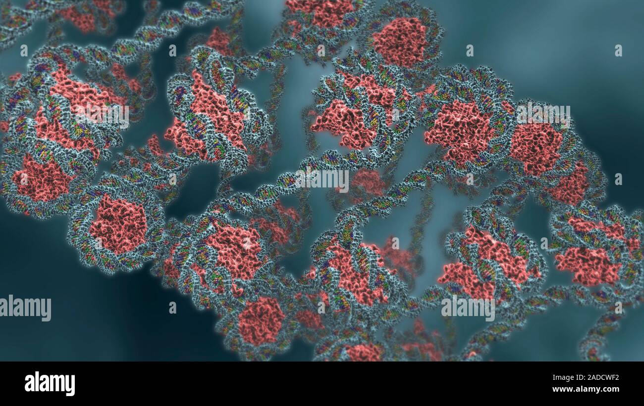 Histone packaging of DNA. Illustration of the histone packaging of ...