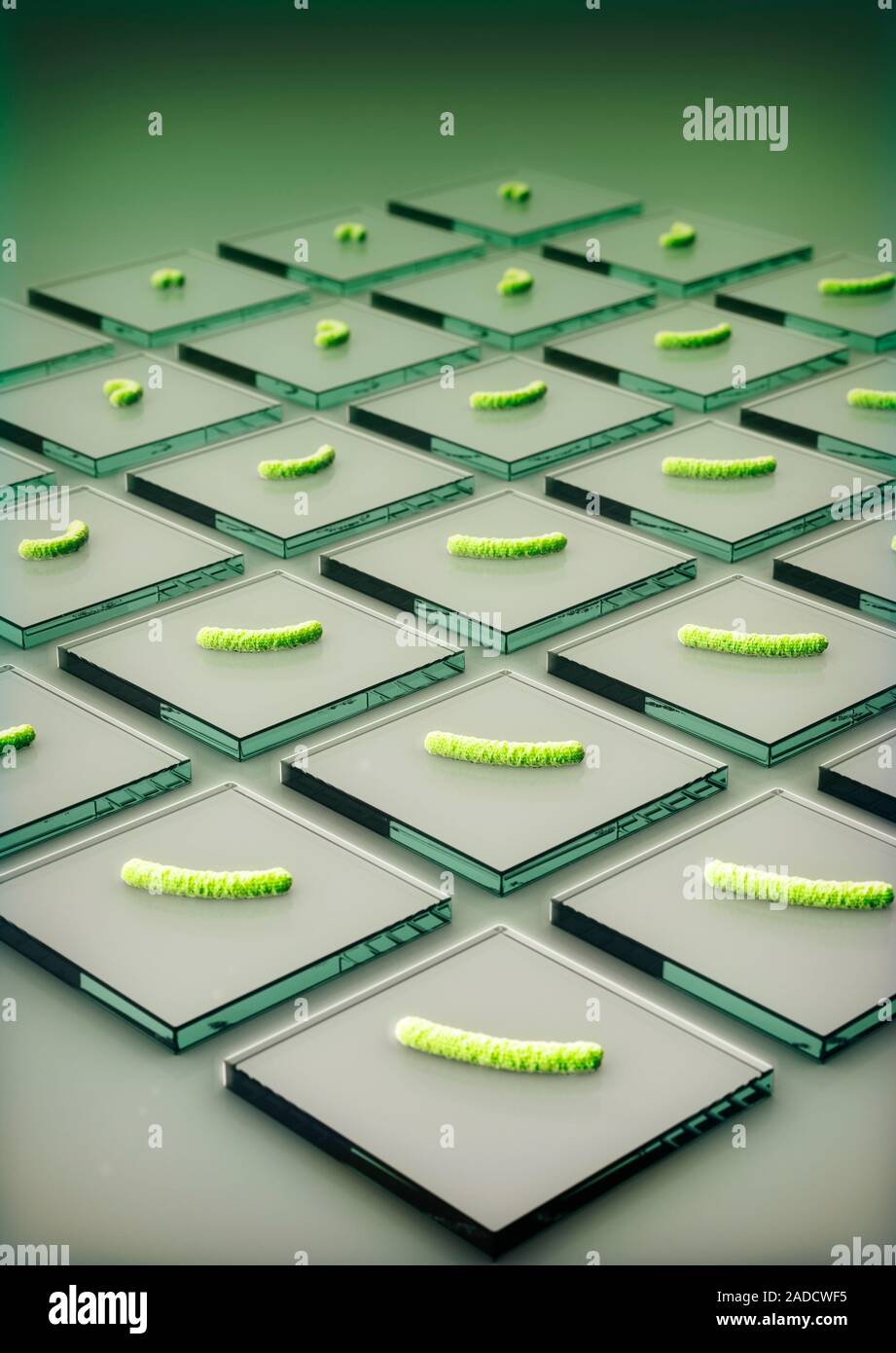 Bacterial growth experiment. Illustration showing the growth and ...