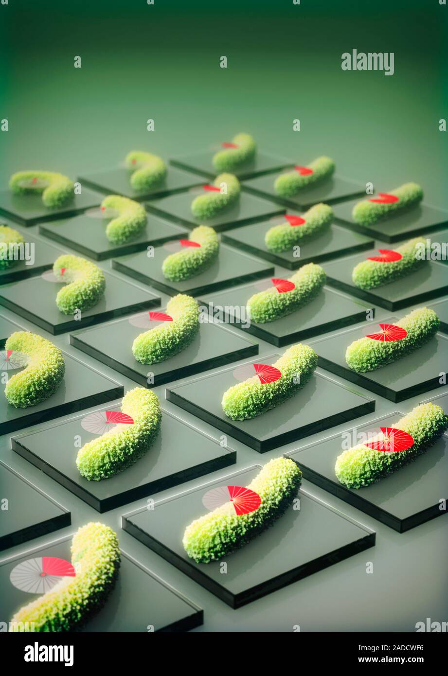 Bacterial growth experiment. Illustration showing the growth and ...