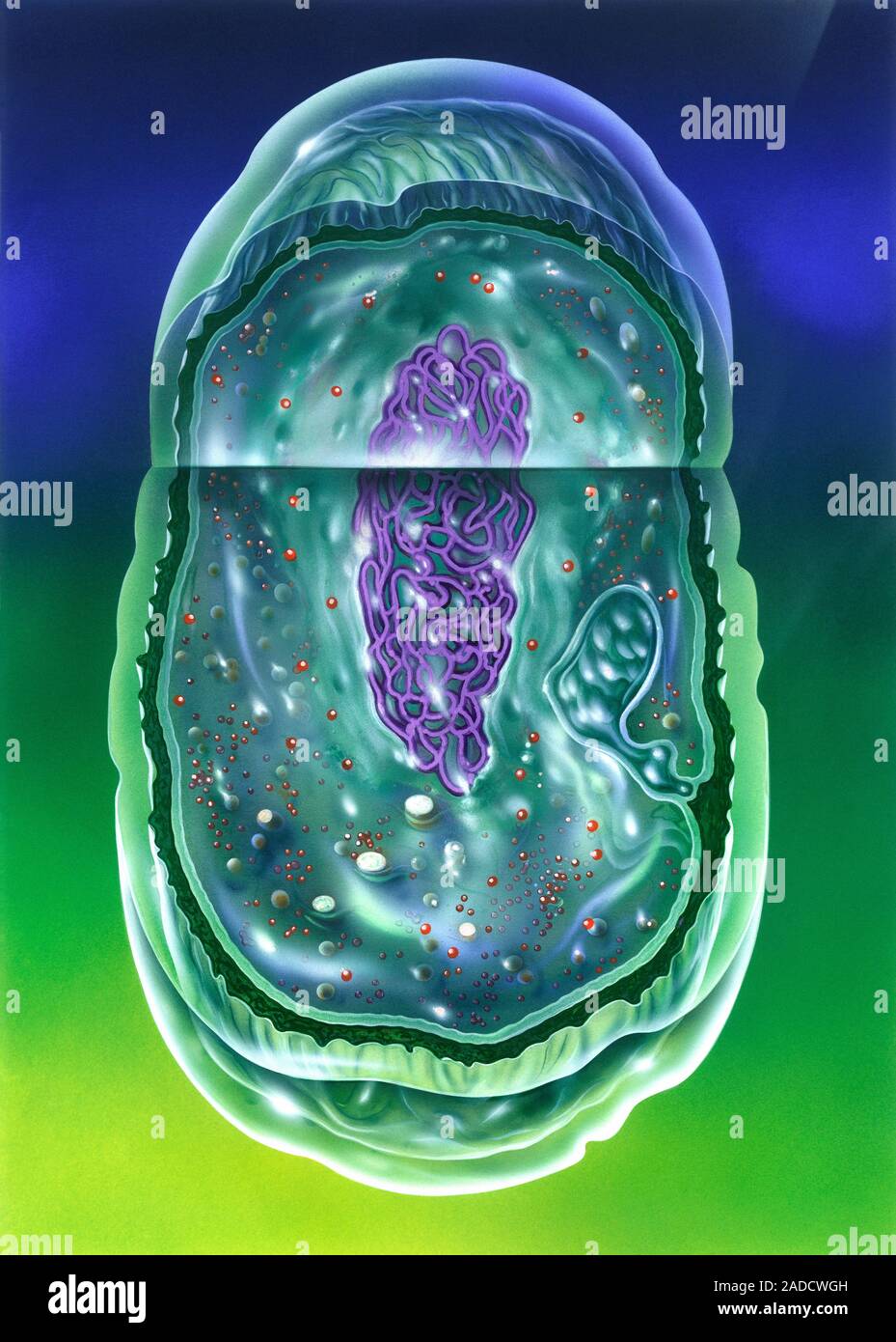 Bacterial cell. Cutaway illustration of the internal structure of a ...