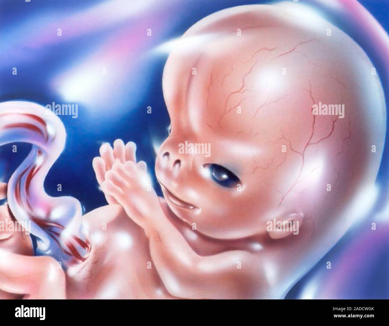 Developing human foetus. Illustration of a foetus in the early stages (8 weeks) of development ...