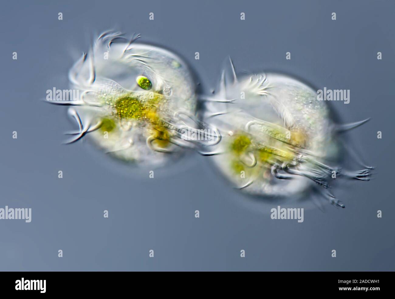 Light micrograph of living Euplotes sp. hypotrich ciliates during a ...