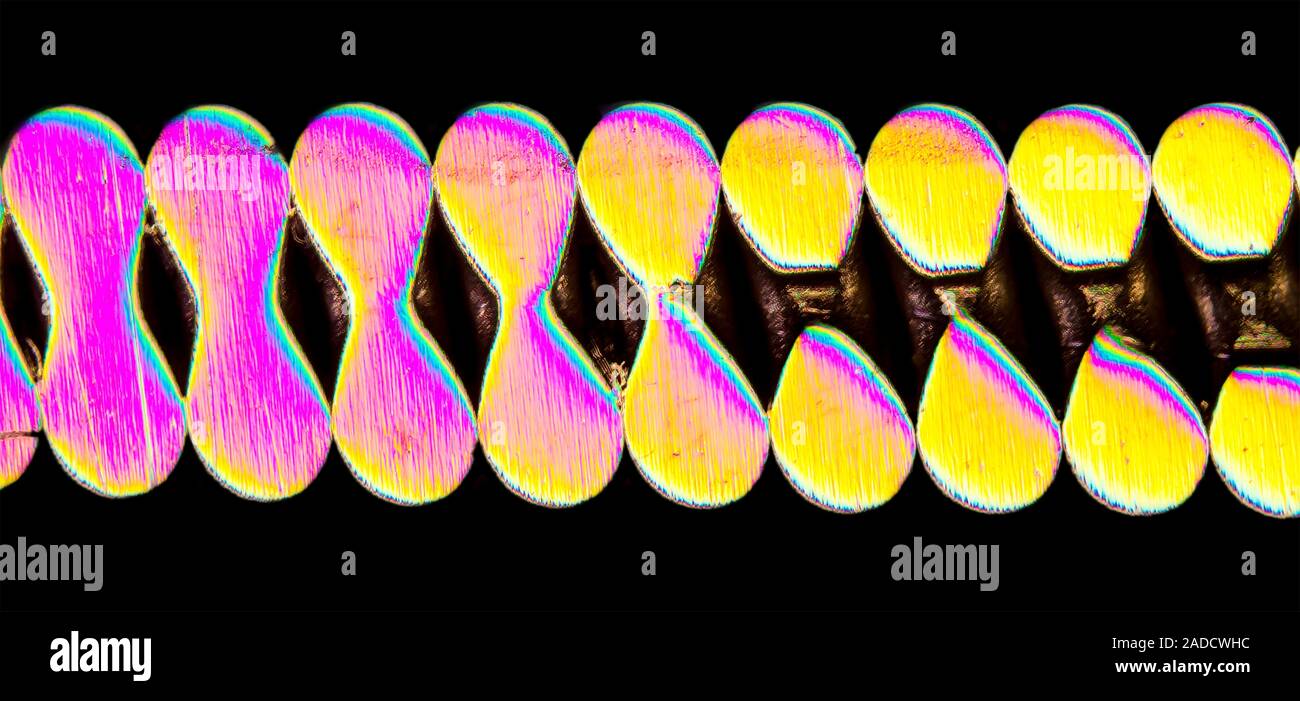 Light micrograph of a longitudinal section through a 41 Bass guitar ...