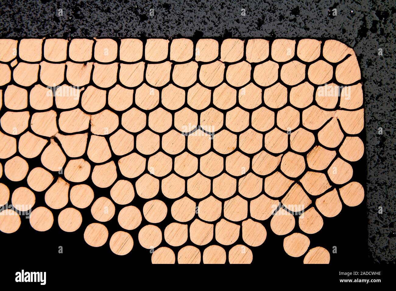 Light micrograph of a longitudinal section through a inductivity, a ...