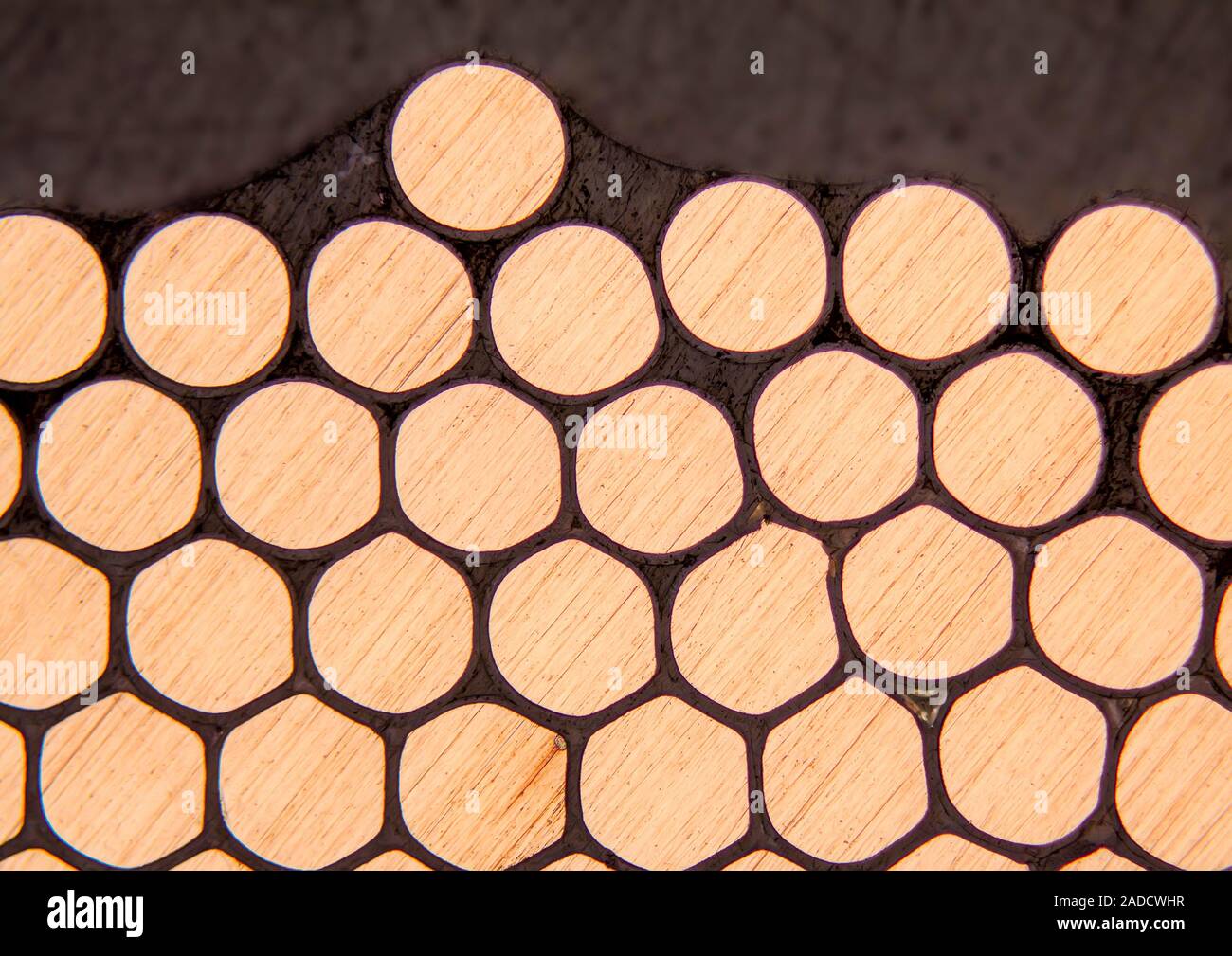 Light micrograph of a longitudinal section through a inductivity, a ...