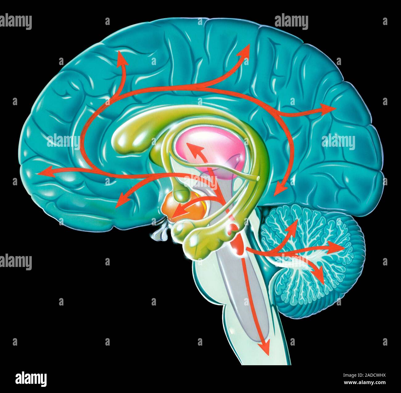 Neurology of Alzheimer's disease. Illustration of a sagittal view of ...