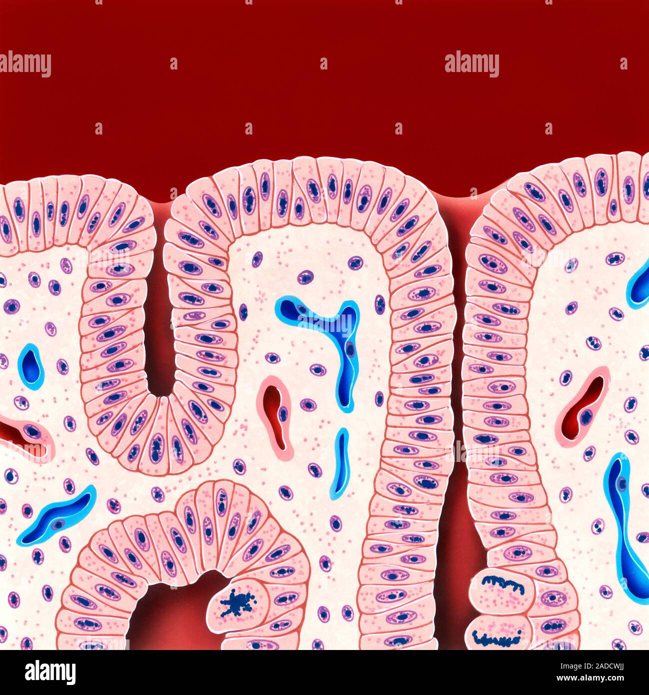 Proliferative phase in digestive system, illustration. Proliferation is ...