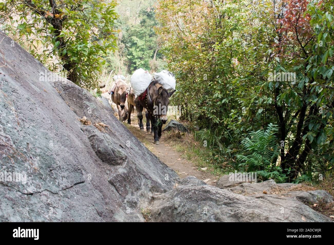 Loaded mule hi-res stock photography and images - Alamy