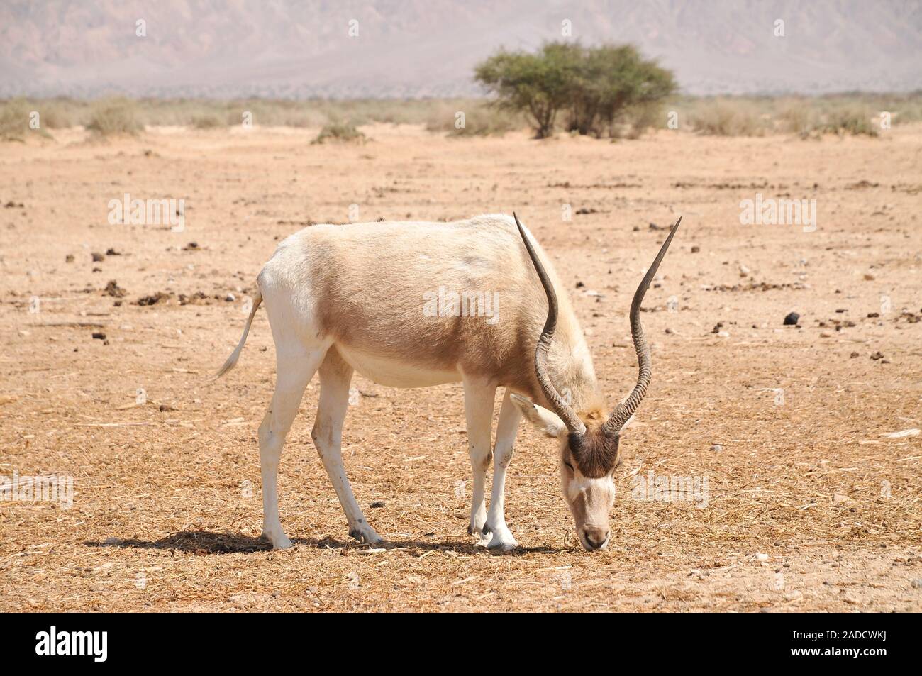 Addax (Addax nasomaculatus). This critically endangered desert antelope ...