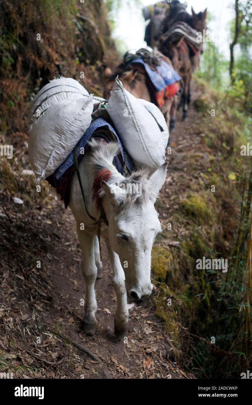A loaded mountain mule train passing down the trail in the woods near ...