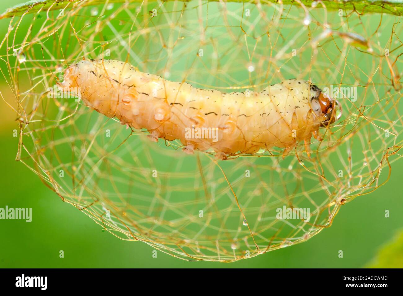 Caterpillar spinning a cocoon at the beginning of the pupal life stage ...